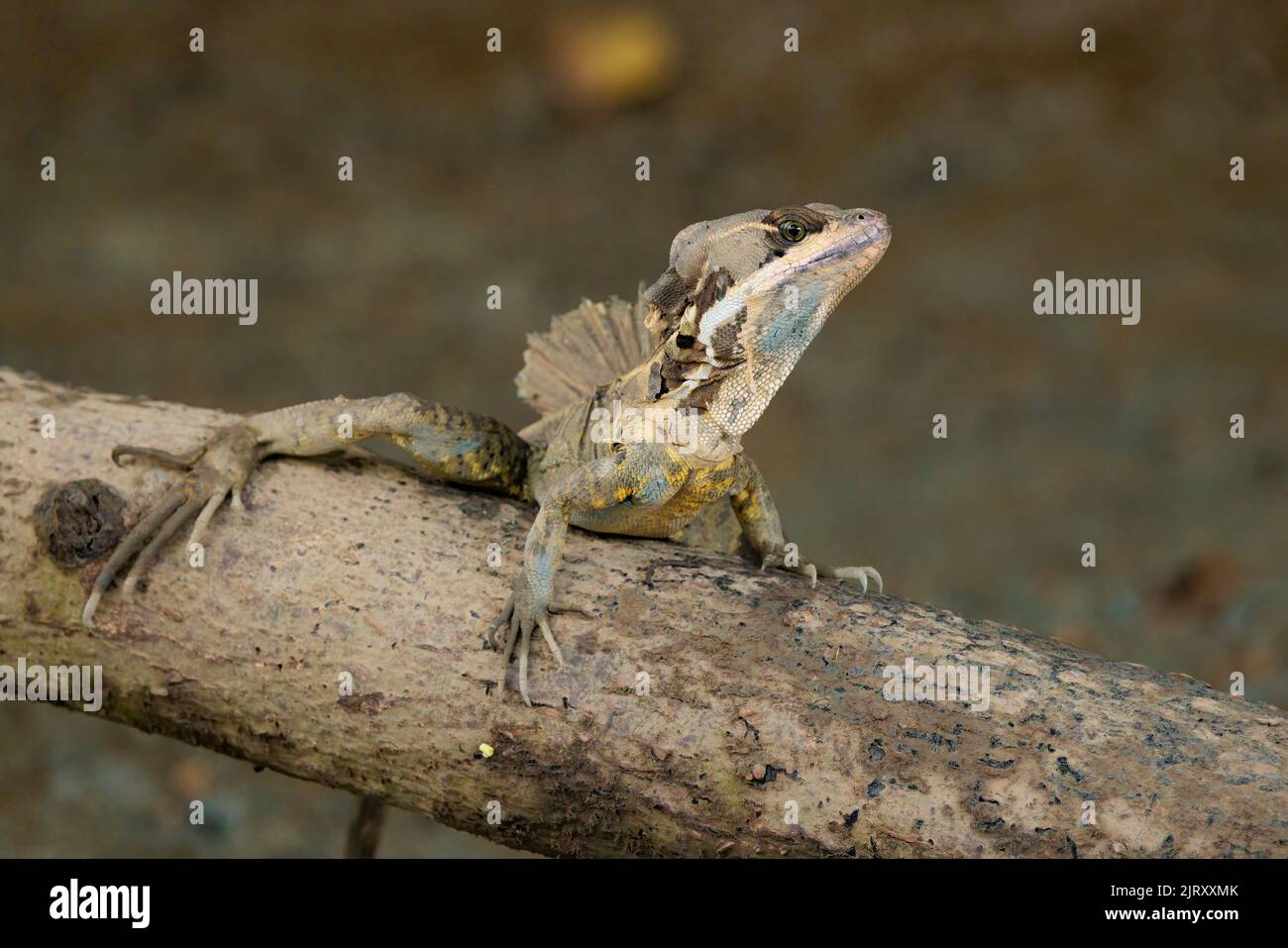 Tortuguero jesus christ lizard hi-res stock photography and images - Alamy