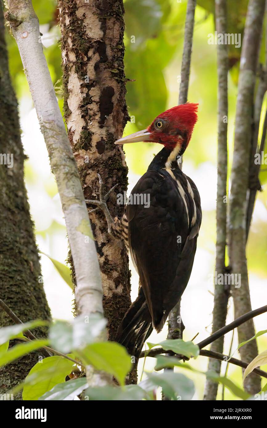 Lineated woodpecker (Dryocopus lineatus) perching on a tree drumming in ...
