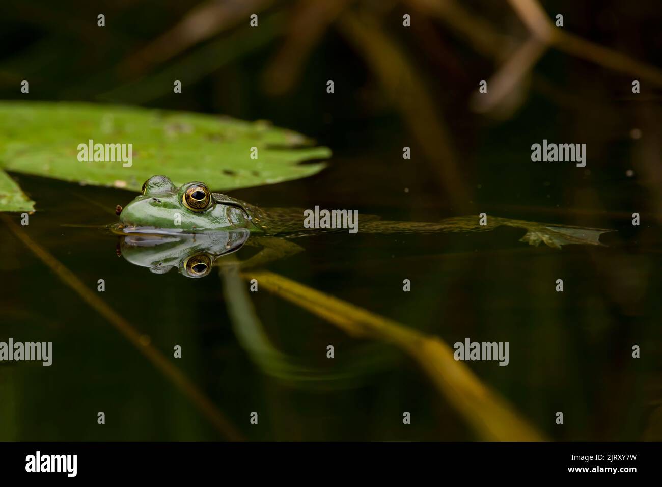 Female bullfrog floating in the pond on a summer day Stock Photo - Alamy