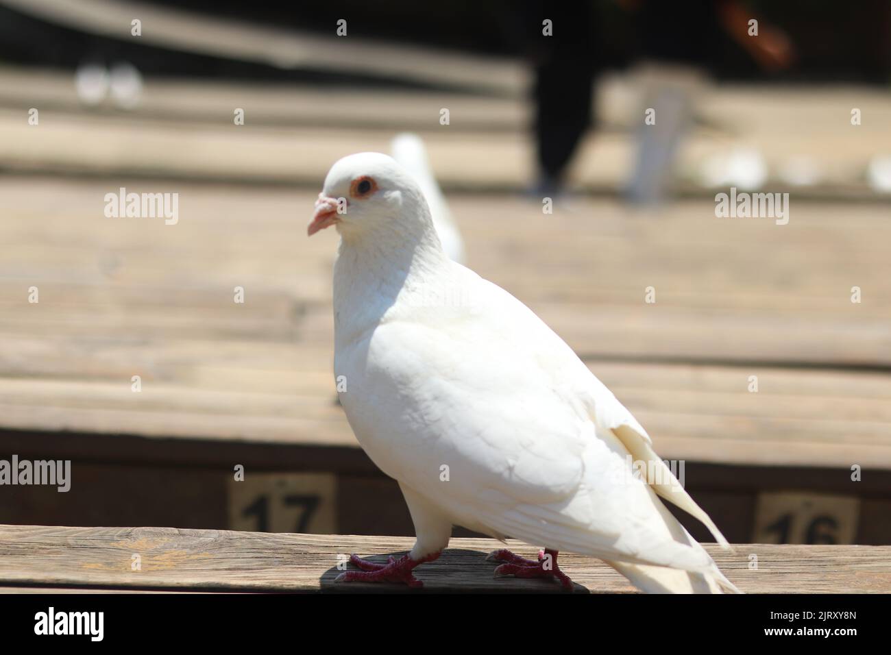 White pigeons on stairs hi-res stock photography and images - Alamy
