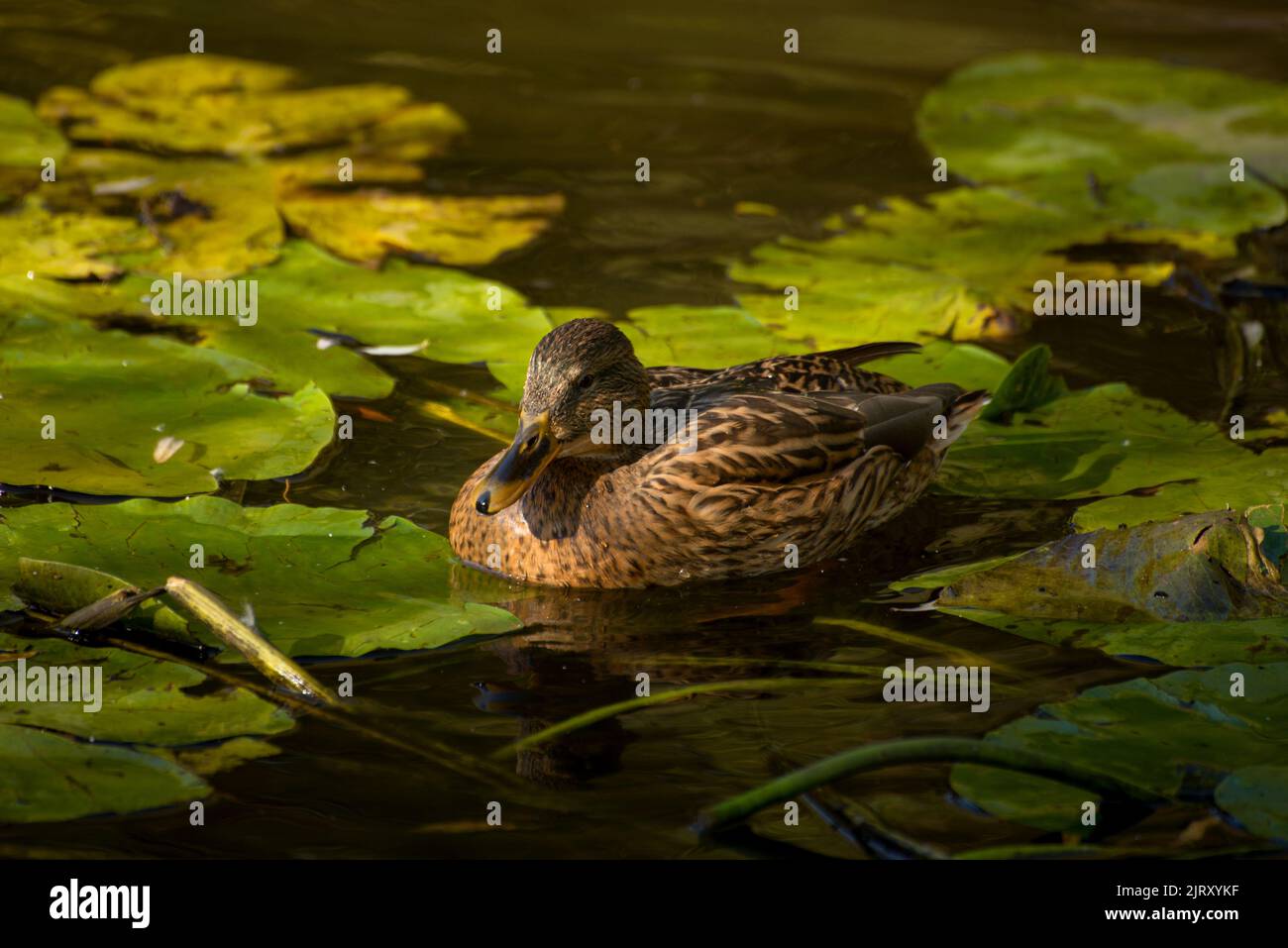 The Mallard, Young Grey Common Ducks in a pond Stock Photo - Alamy