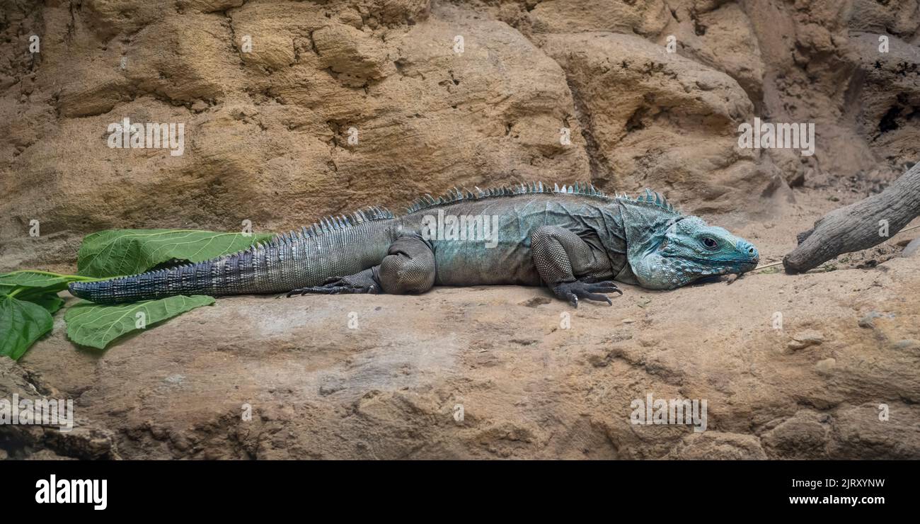 Blue Iguana (Cyclura lewisi), a.k.a. Grand Cayman Ground Iguana, Grand ...