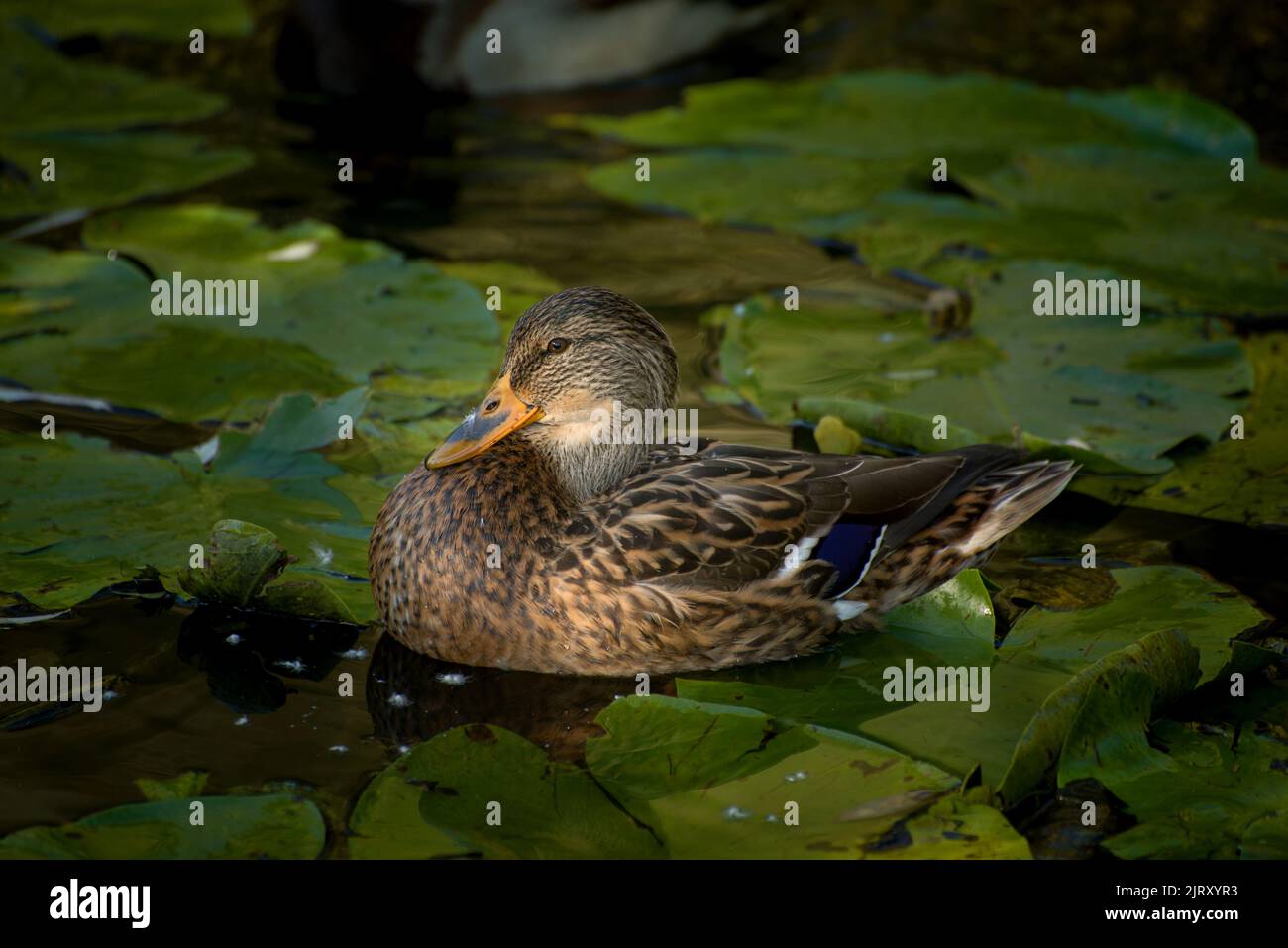 The Mallard, Young Grey Common Ducks in a pond Stock Photo - Alamy