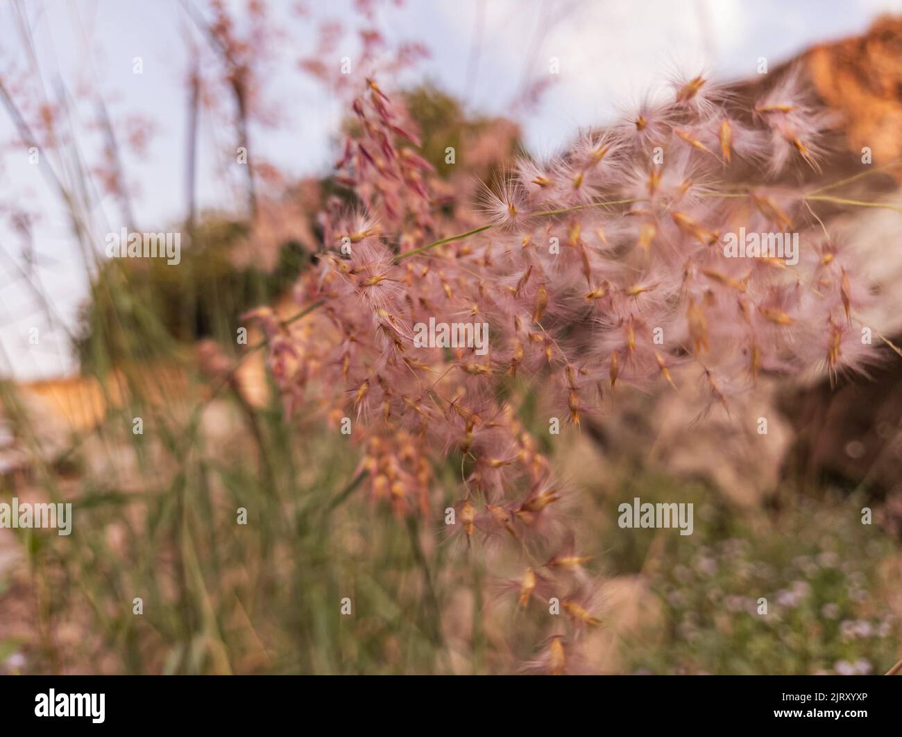 all about nature and wild animals living in tropical climates ...