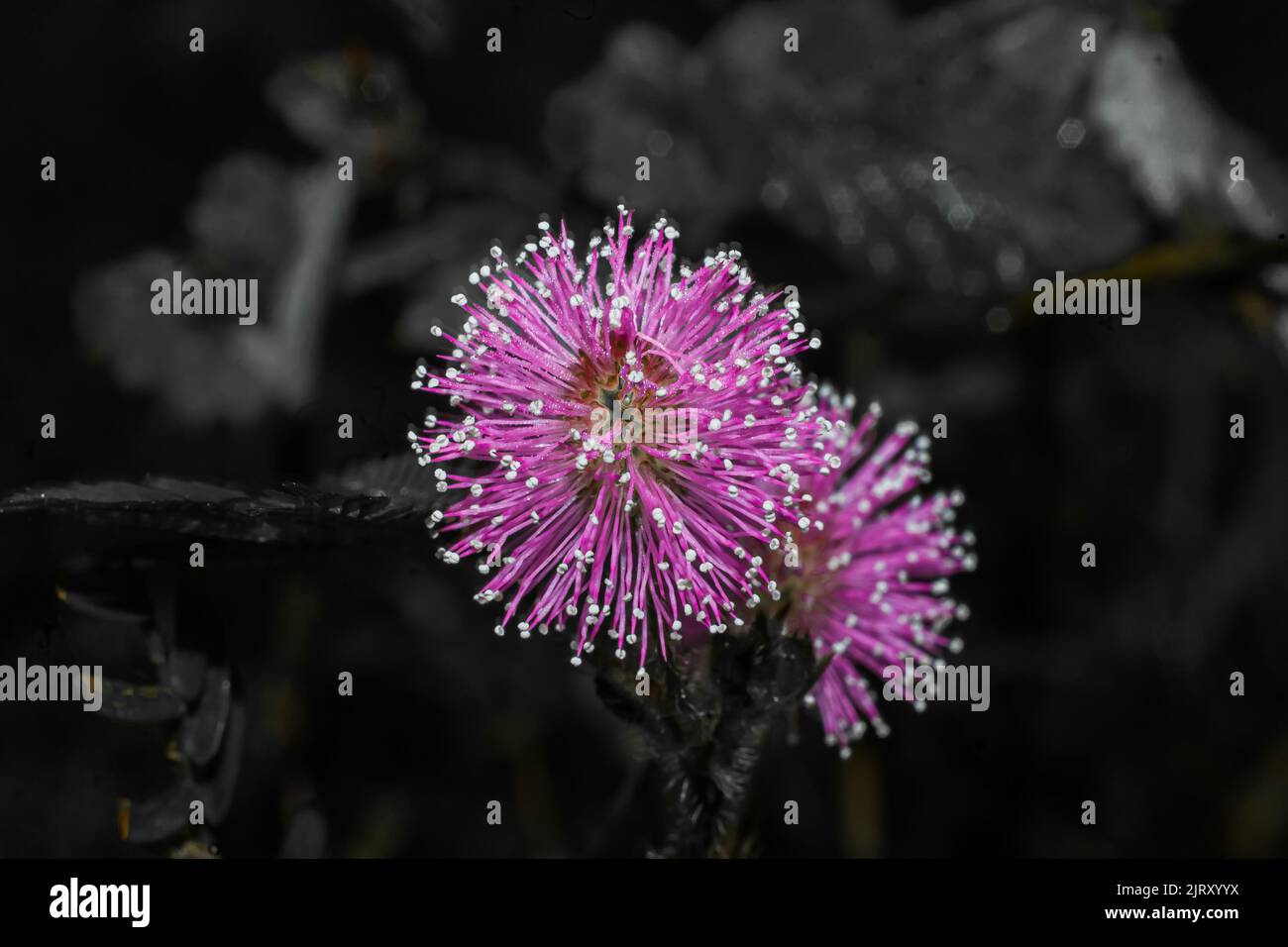 all about nature and wild animals living in tropical climates ...