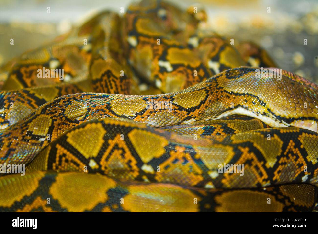 all about nature and wild animals living in tropical climates ...