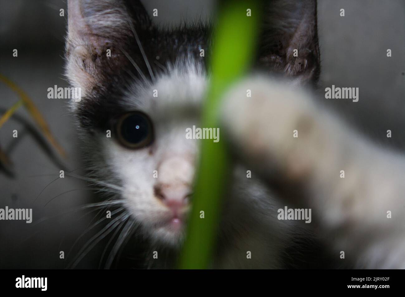 all about nature and wild animals living in tropical climates ...