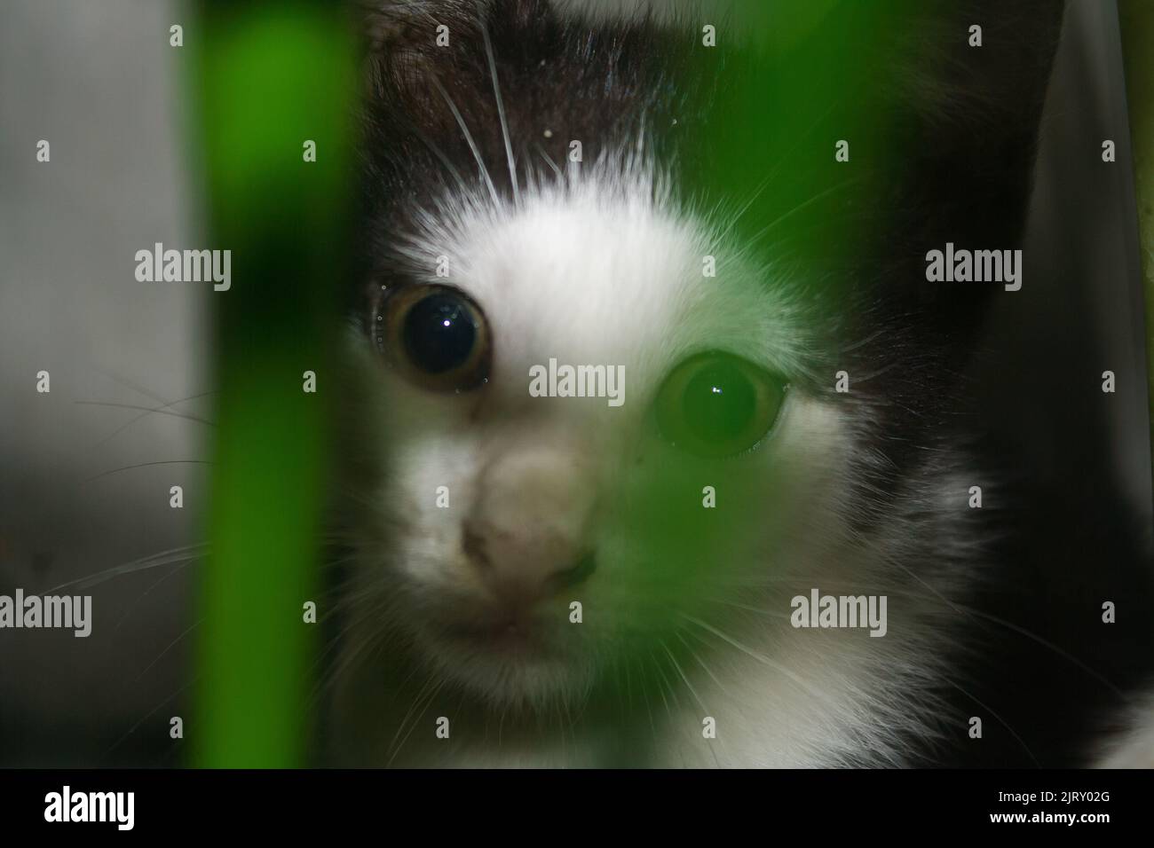 all about nature and wild animals living in tropical climates ...