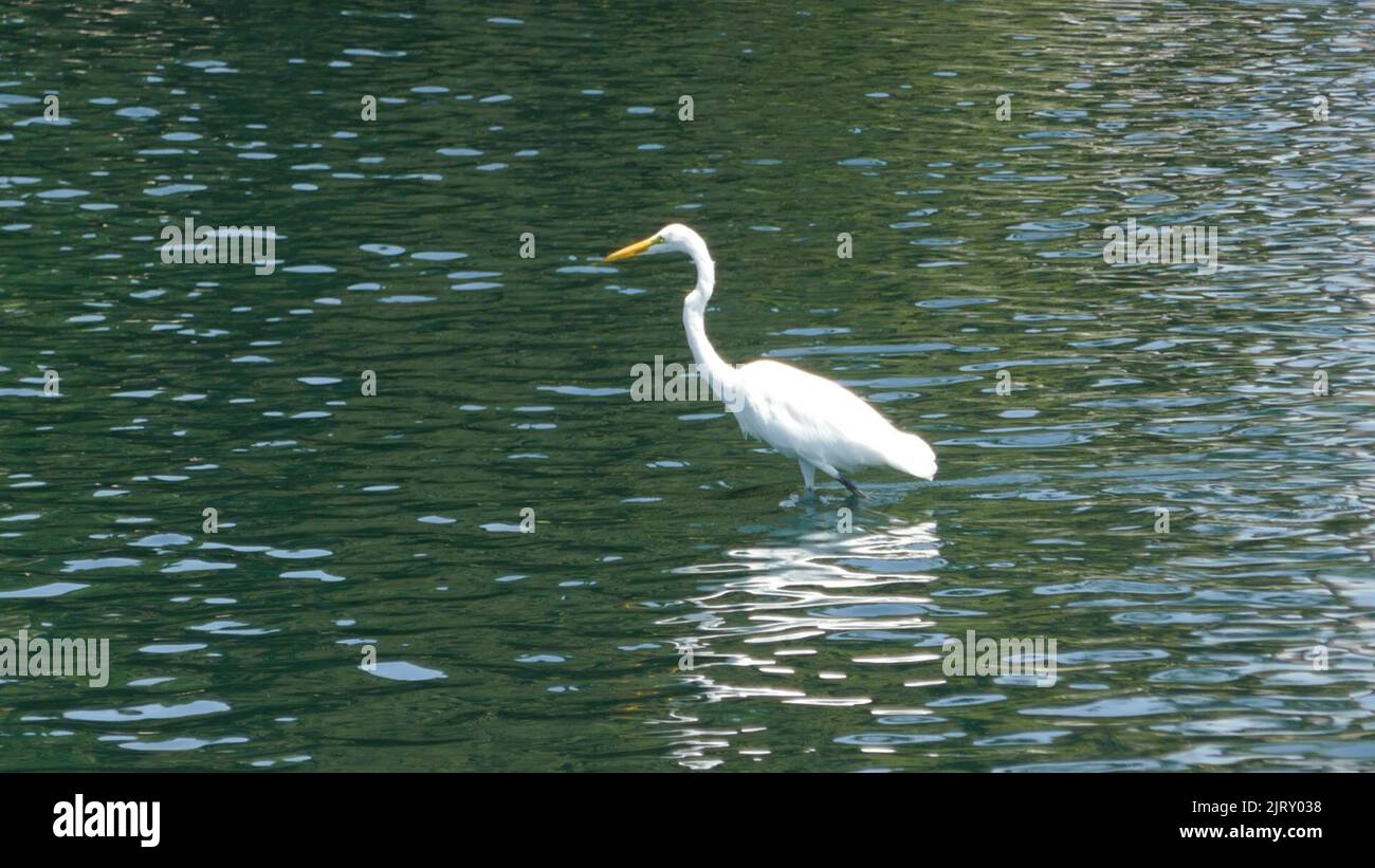 Los Angeles, California, USA 24th August 2022 A Crane in Lake in Garden ...