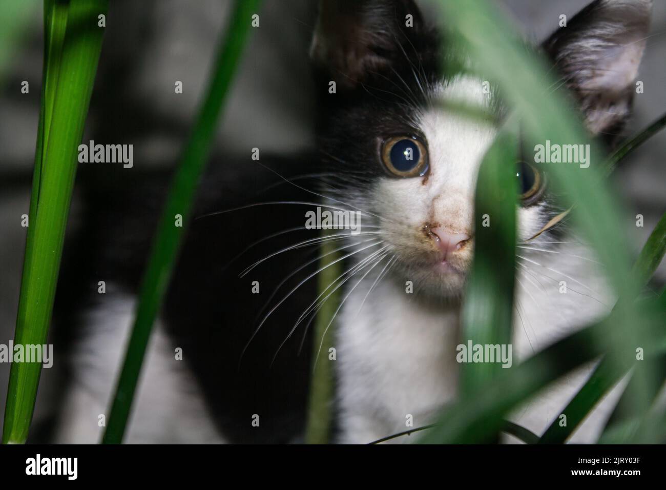 all about nature and wild animals living in tropical climates ...