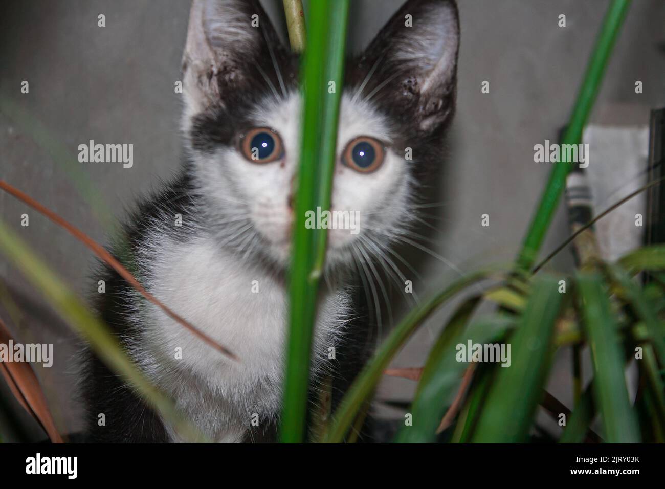 all about nature and wild animals living in tropical climates ...