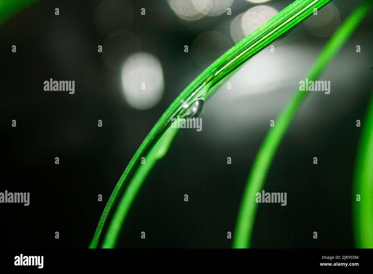 all about nature and wild animals living in tropical climates ...