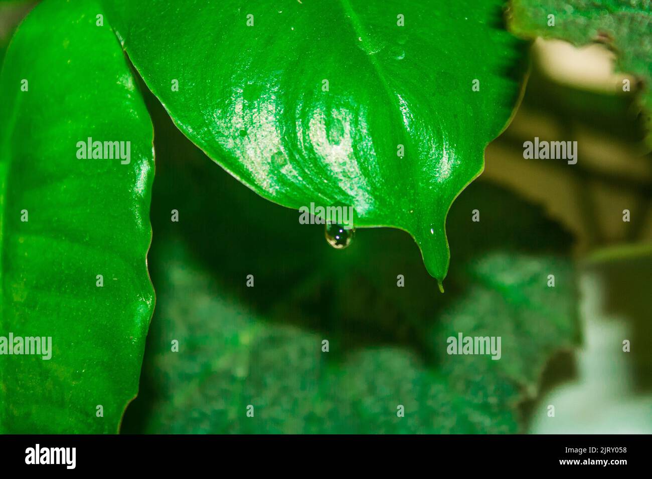 all about nature and wild animals living in tropical climates ...