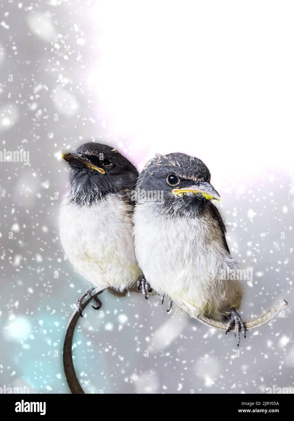 all about nature and wild animals living in tropical climates ...