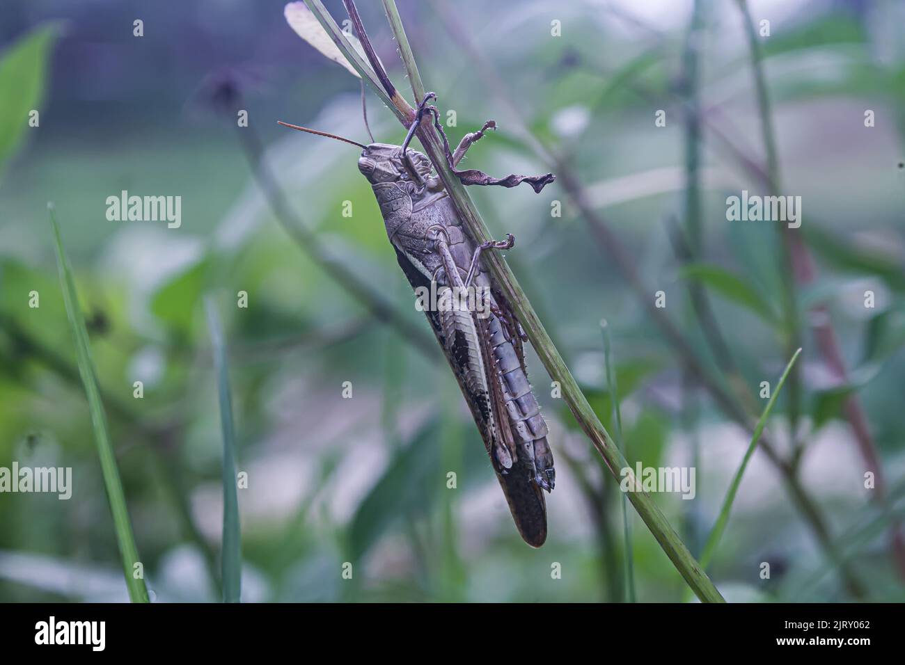 all about nature and wild animals living in tropical climates ...