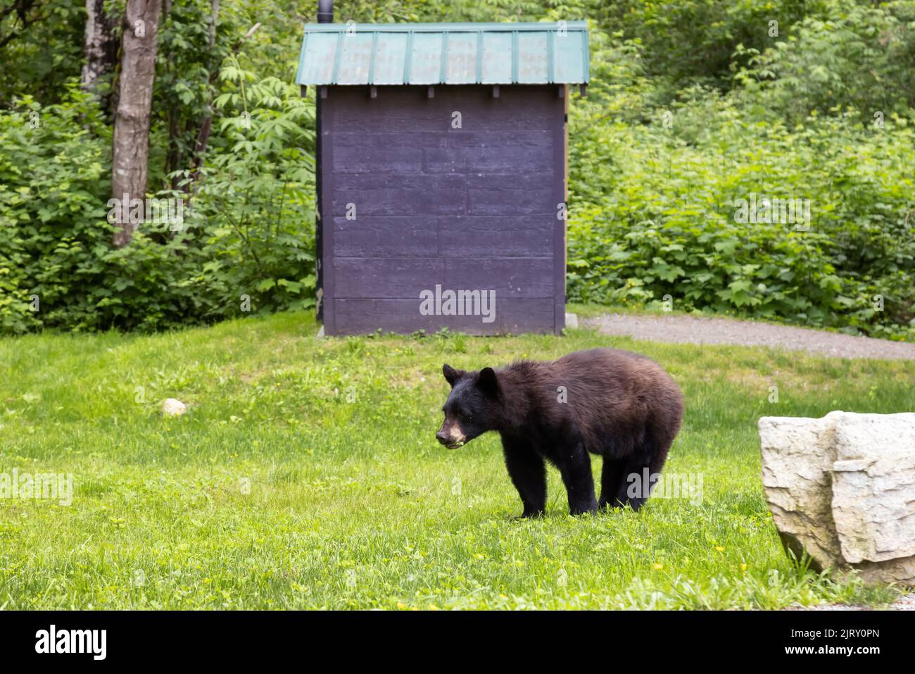 Black Bear in a city park. Spring Season. Minnekhada Regional Park ...