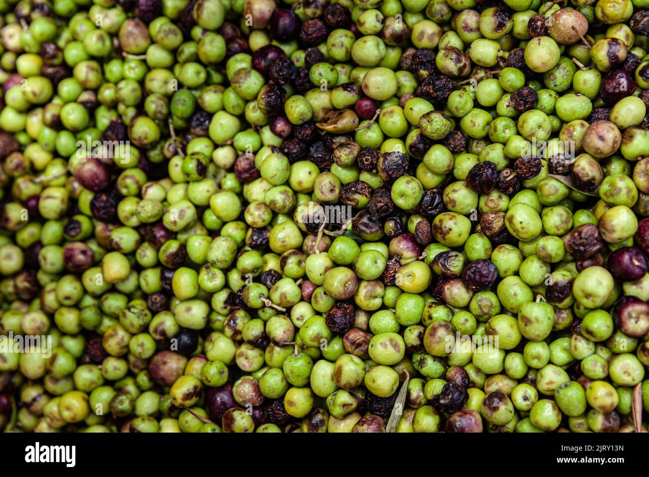 olive picking and processing Stock Photo - Alamy