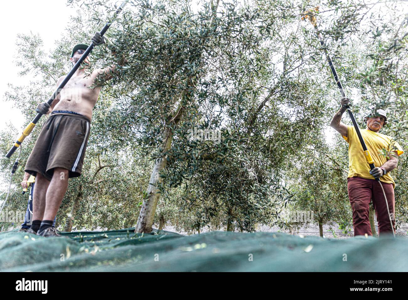 olive picking and processing Stock Photo - Alamy