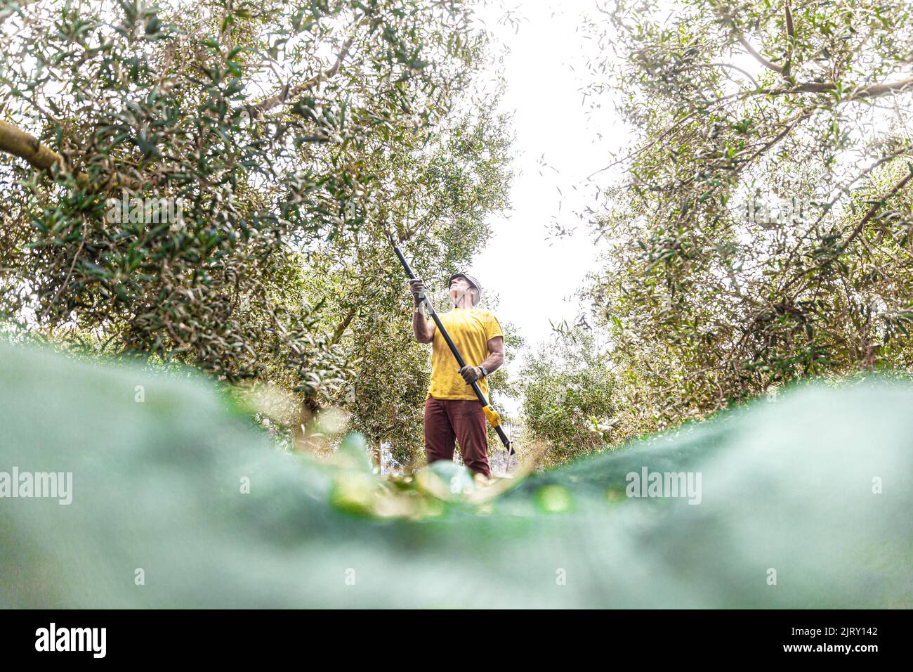 olive picking and processing Stock Photo - Alamy