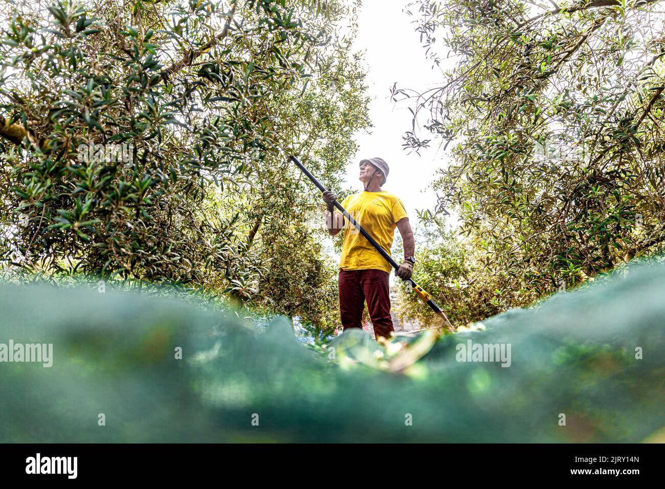 olive picking and processing Stock Photo - Alamy