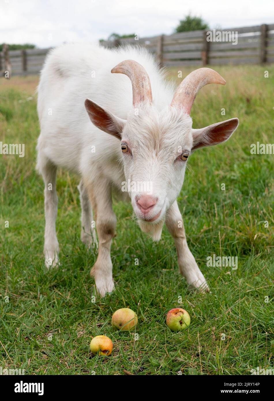 Rectangular pupils hi-res stock photography and images - Alamy