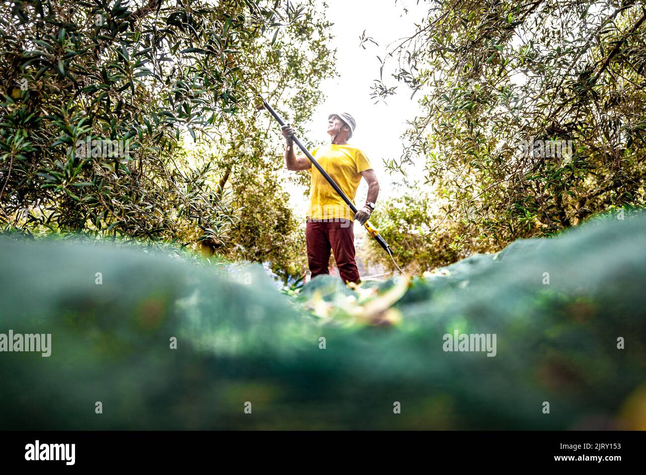 olive picking and processing Stock Photo - Alamy