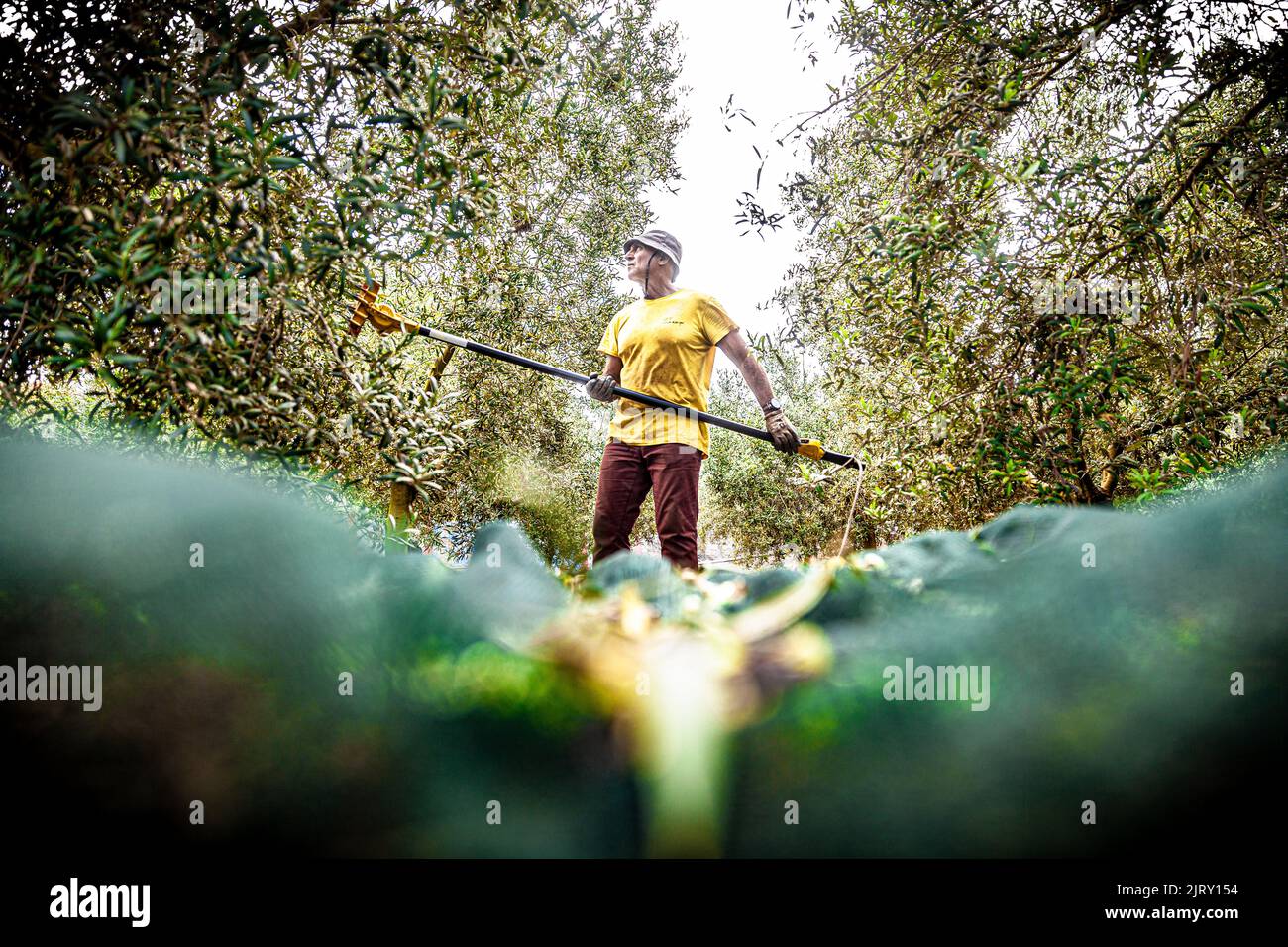 olive picking and processing Stock Photo - Alamy