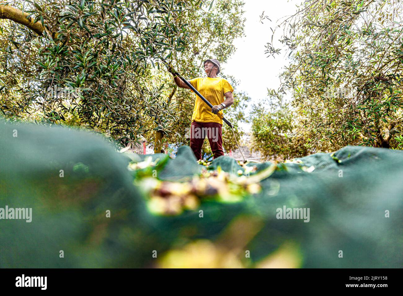 olive picking and processing Stock Photo - Alamy