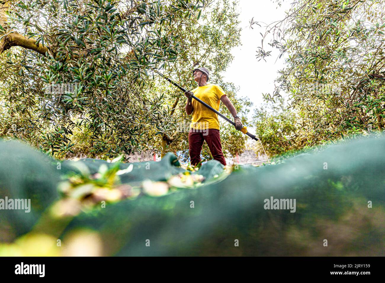 olive picking and processing Stock Photo - Alamy