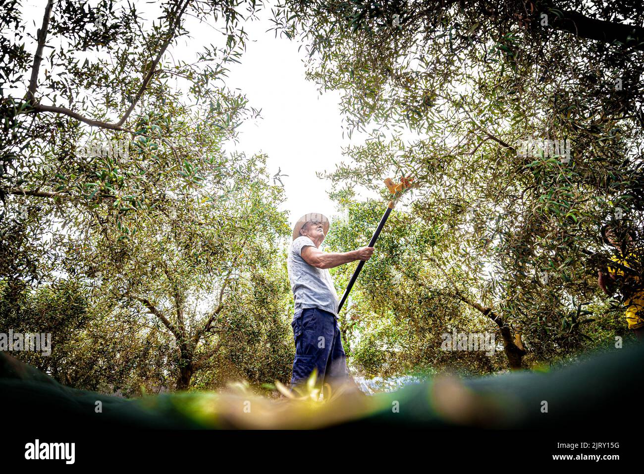 olive picking and processing Stock Photo - Alamy