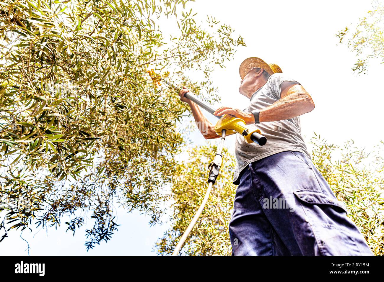 olive picking and processing Stock Photo - Alamy