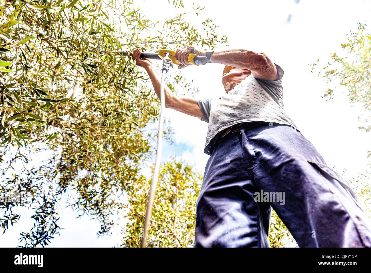 olive picking and processing Stock Photo - Alamy
