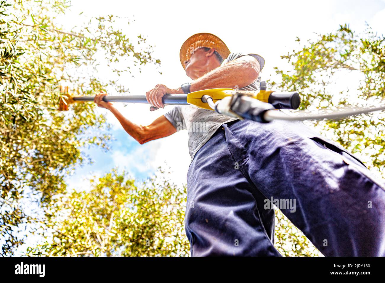 olive picking and processing Stock Photo - Alamy