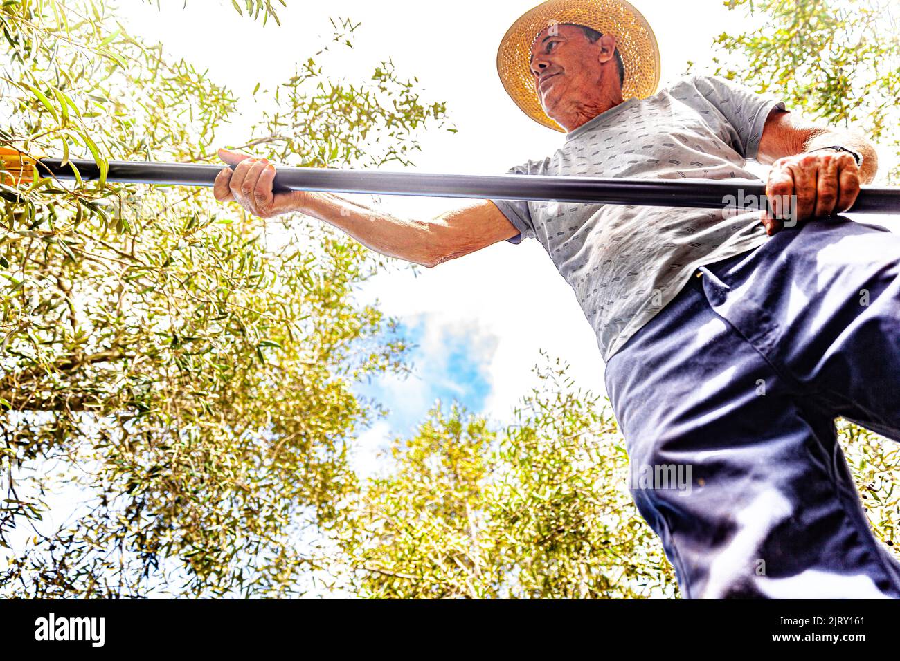 olive picking and processing Stock Photo - Alamy