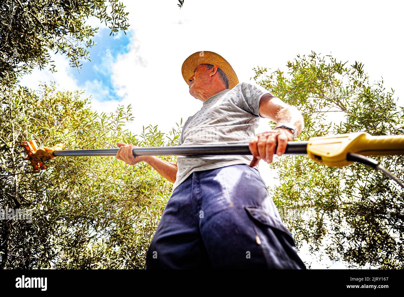 olive picking and processing Stock Photo - Alamy