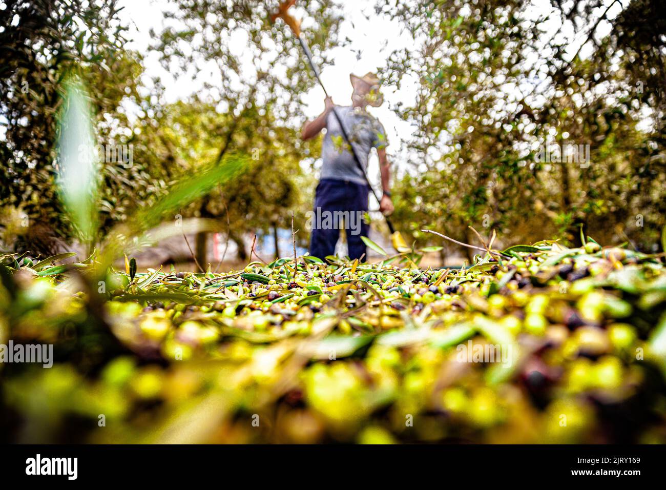 olive picking and processing Stock Photo - Alamy