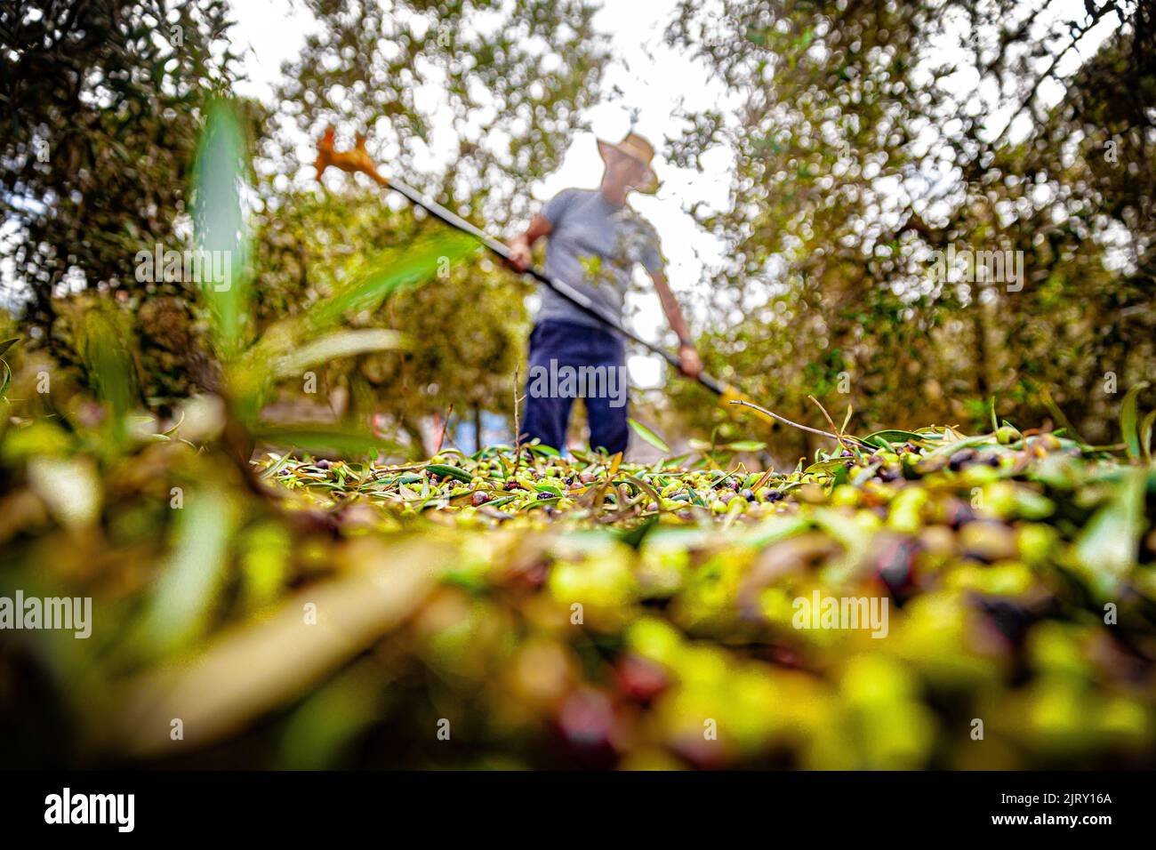 olive picking and processing Stock Photo - Alamy