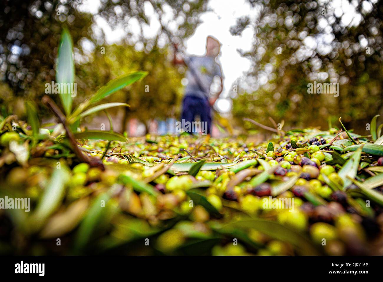 olive picking and processing Stock Photo - Alamy