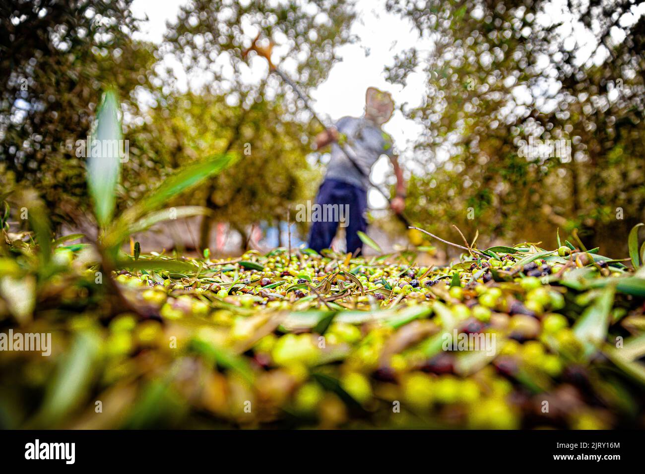 olive picking and processing Stock Photo - Alamy