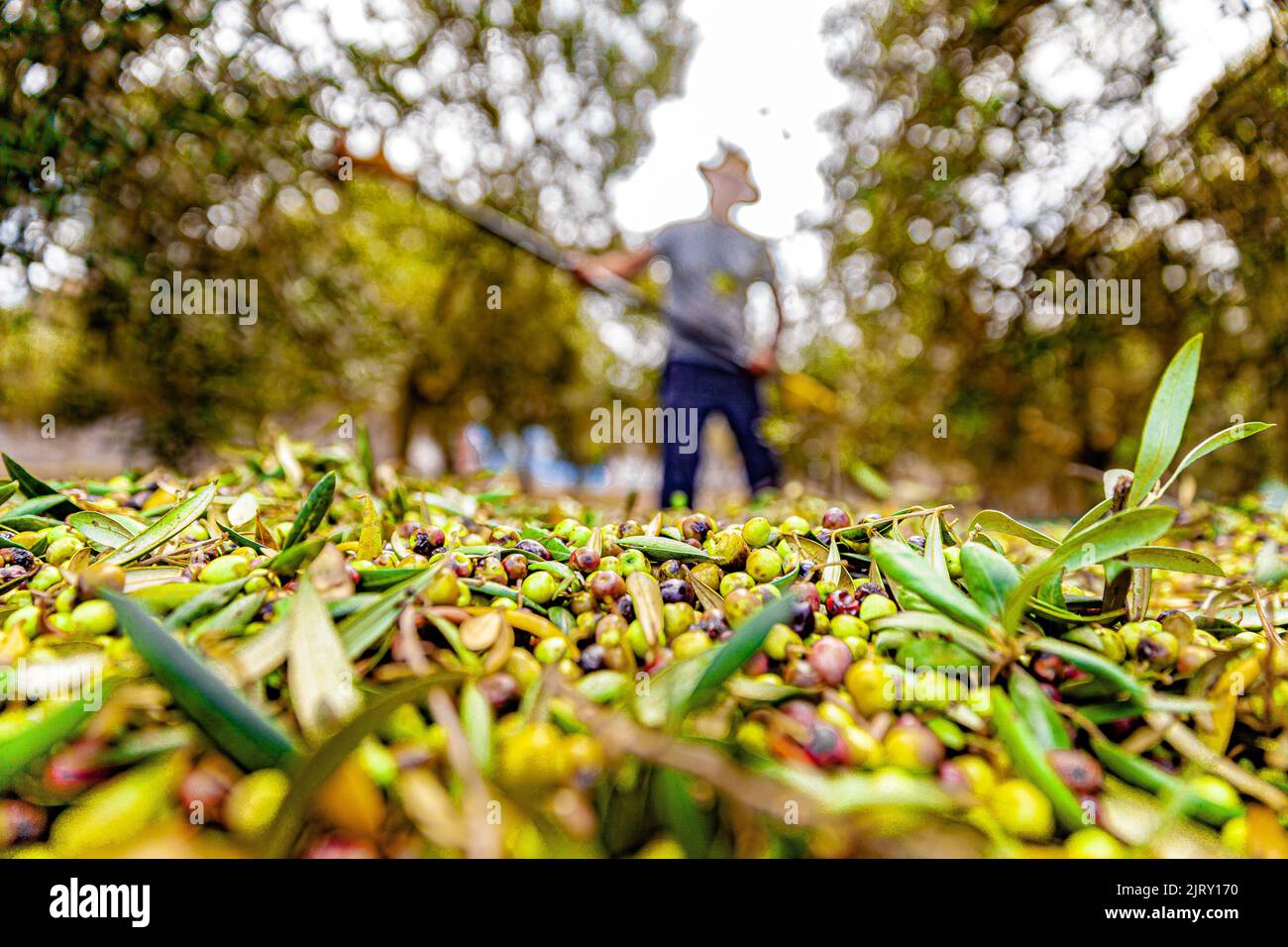 olive picking and processing Stock Photo - Alamy