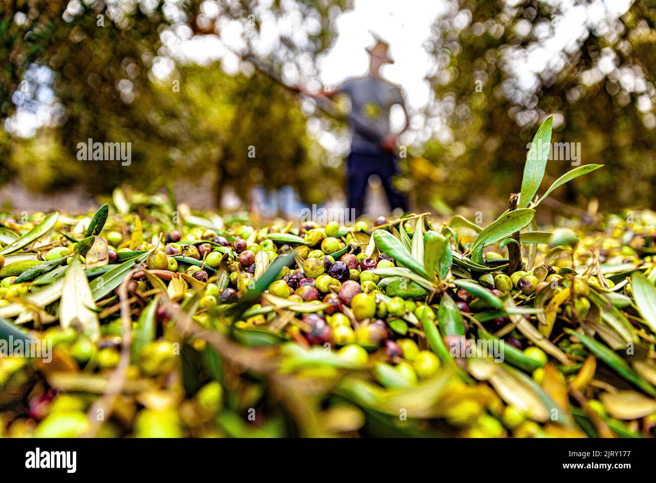 olive picking and processing Stock Photo - Alamy