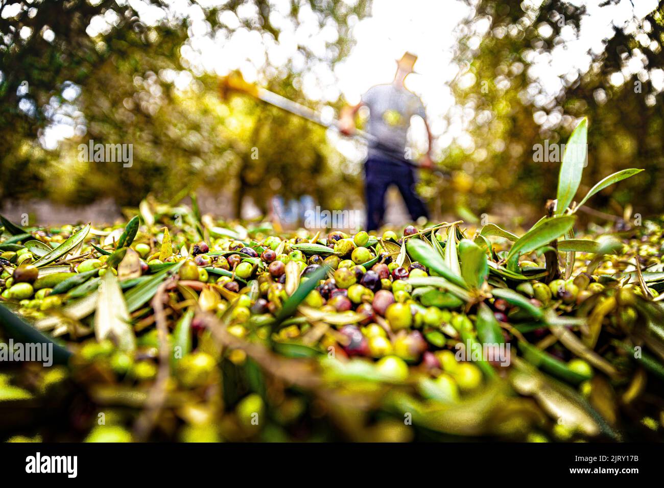 olive picking and processing Stock Photo - Alamy