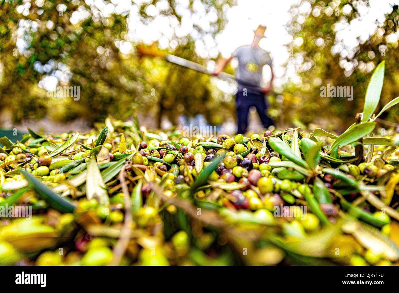 olive picking and processing Stock Photo - Alamy