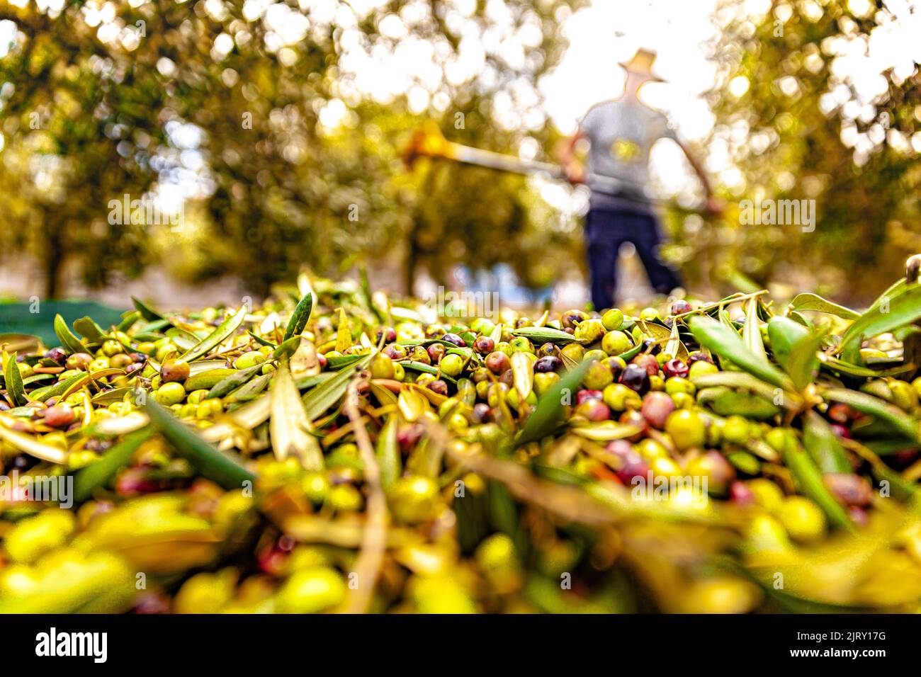 olive picking and processing Stock Photo - Alamy