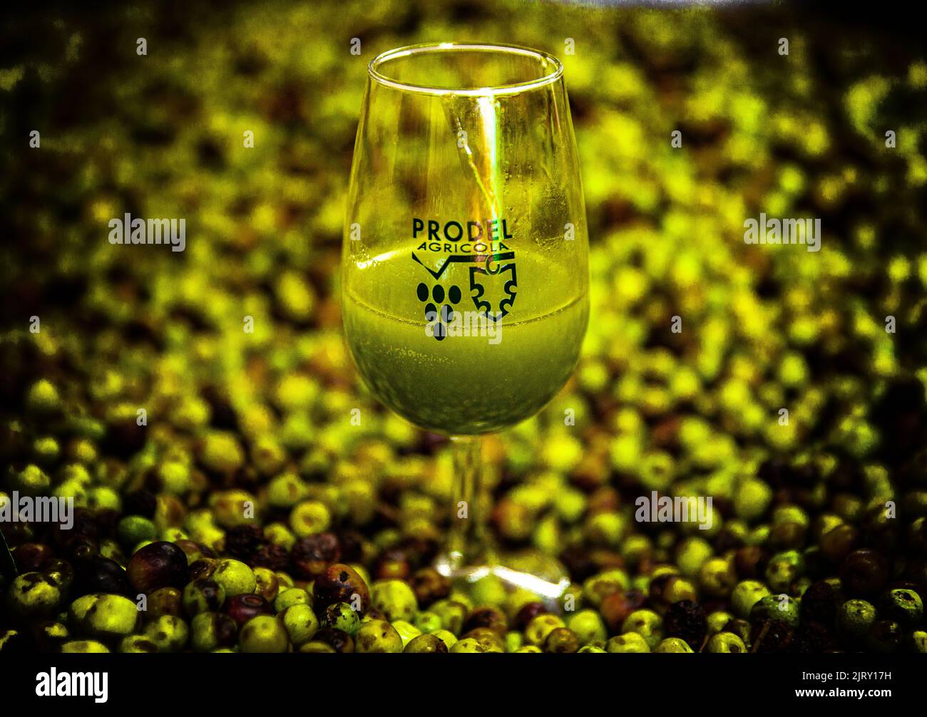 olive picking and processing Stock Photo - Alamy