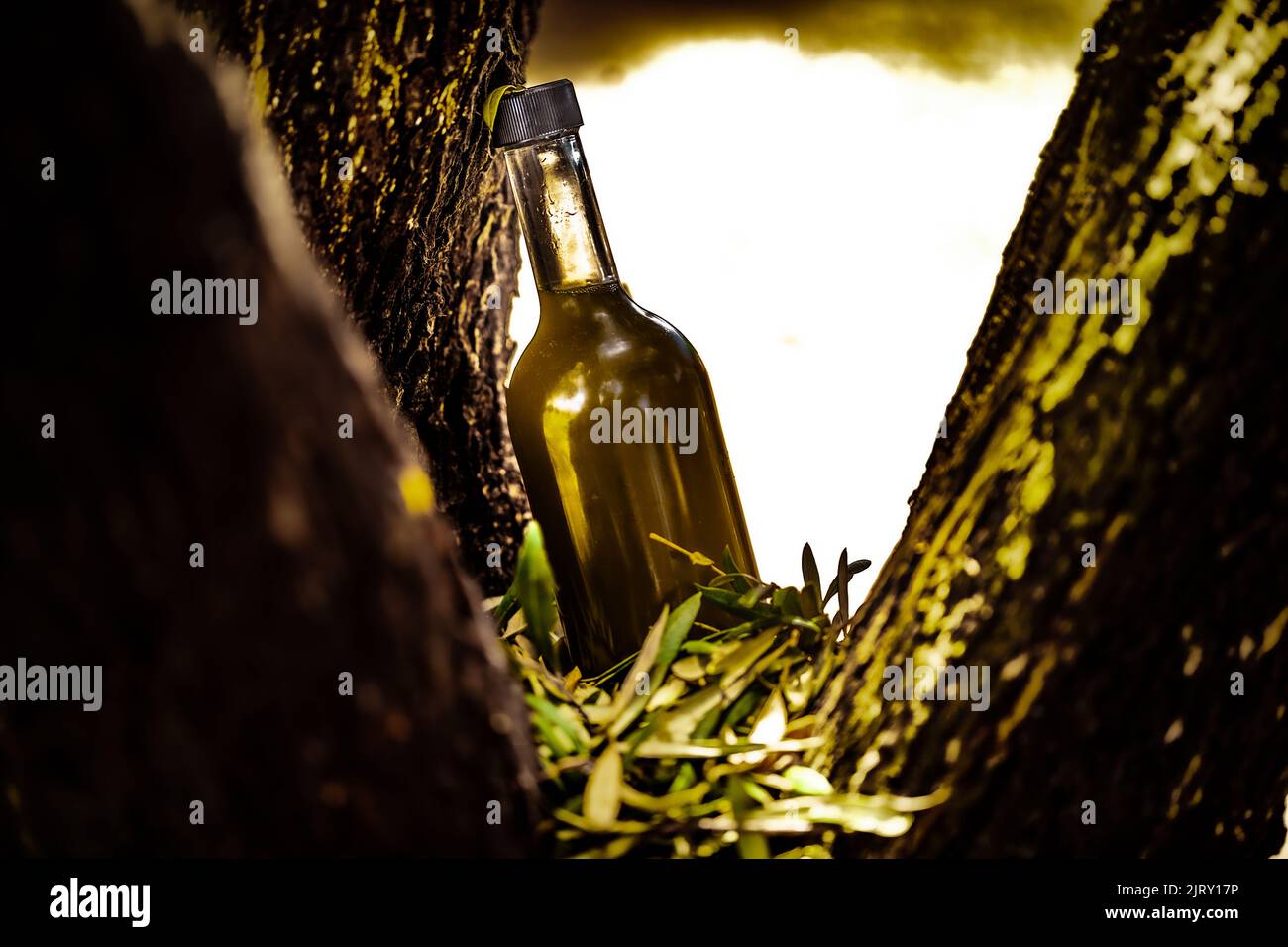 olive picking and processing Stock Photo - Alamy