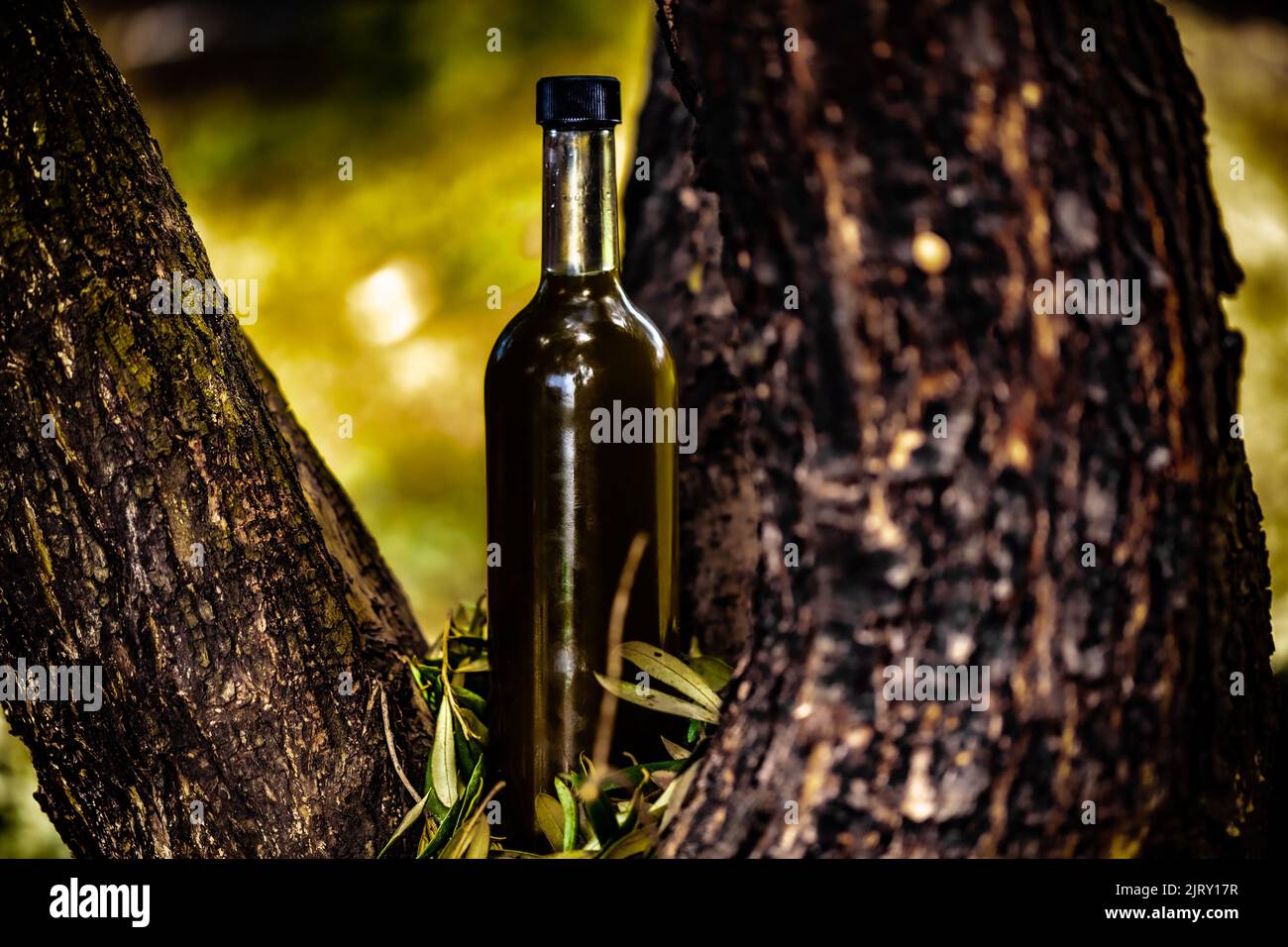olive picking and processing Stock Photo - Alamy