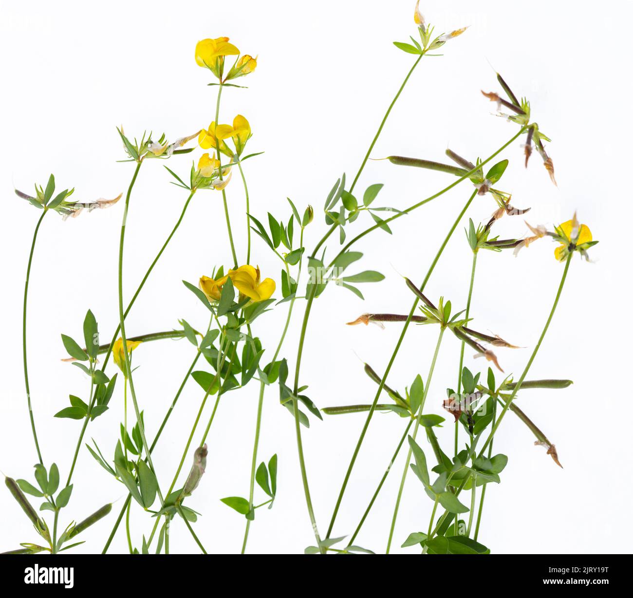Glycophytic forage hi-res stock photography and images - Alamy