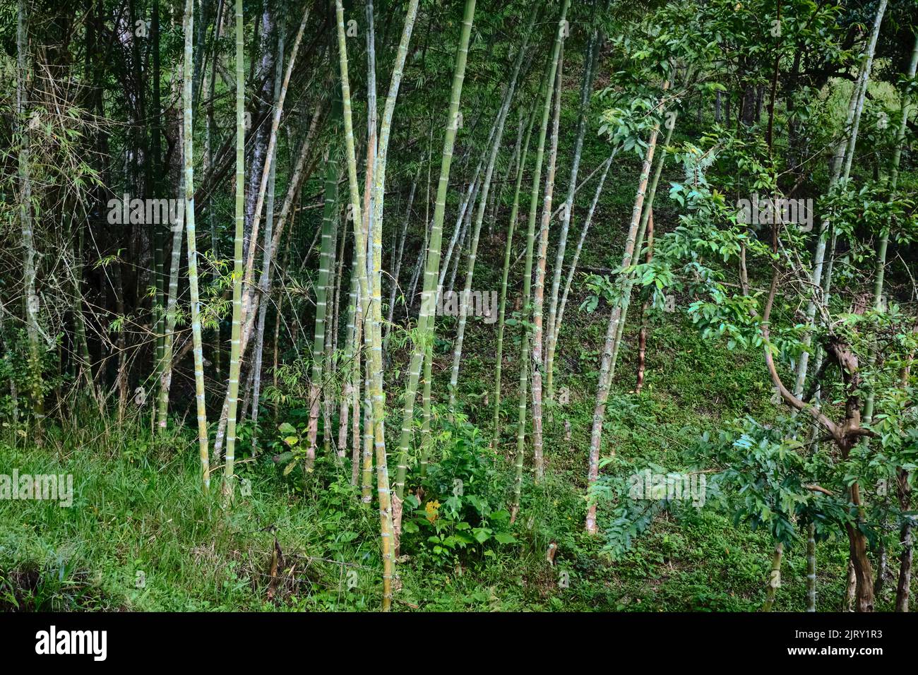 Wild bamboo growing in a forest Stock Photo - Alamy