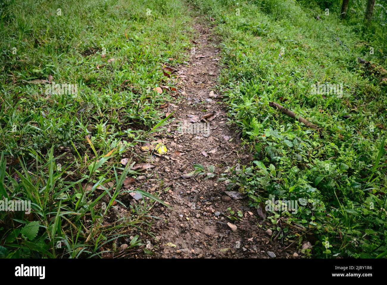 A worn walking path through a patch of grass in the Colombian Andes Stock Photo - Alamy